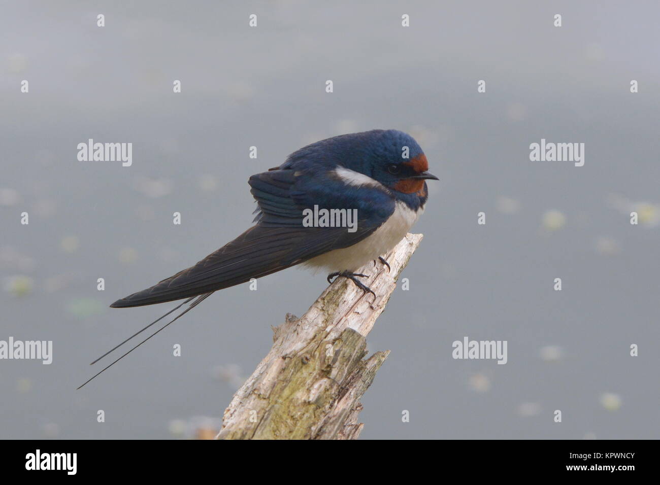barn swallow lakefront Stock Photo - Alamy