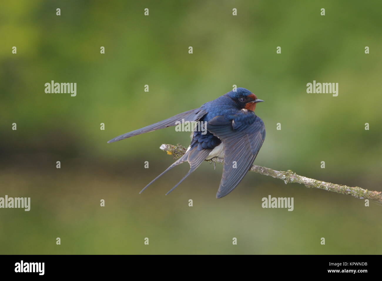 barn swallow lakefront Stock Photo - Alamy