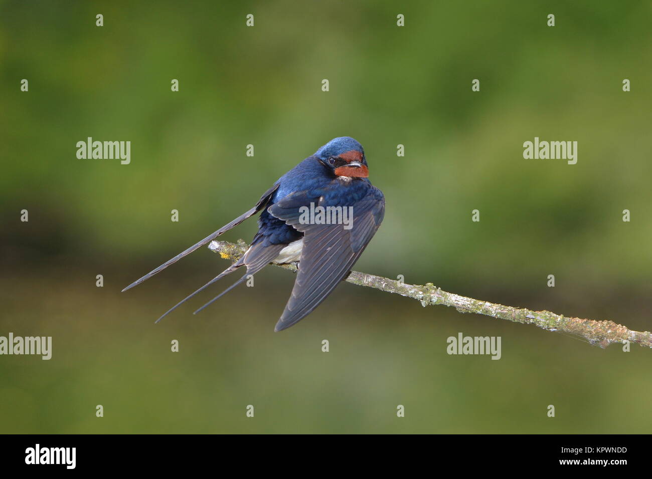 barn swallow lakefront Stock Photo - Alamy