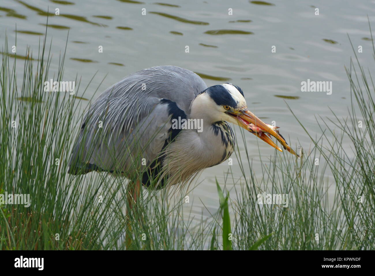 Catfish Hunter High Resolution Stock Photography and Images - Alamy