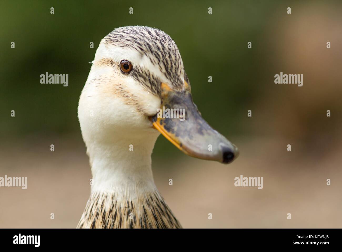 Female Duck / Female duck Stock Photo - Alamy