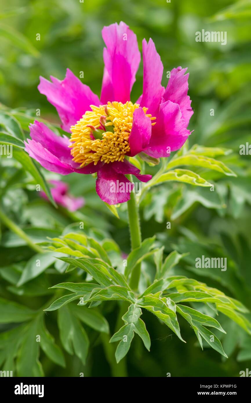 common peony / common peony Stock Photo - Alamy