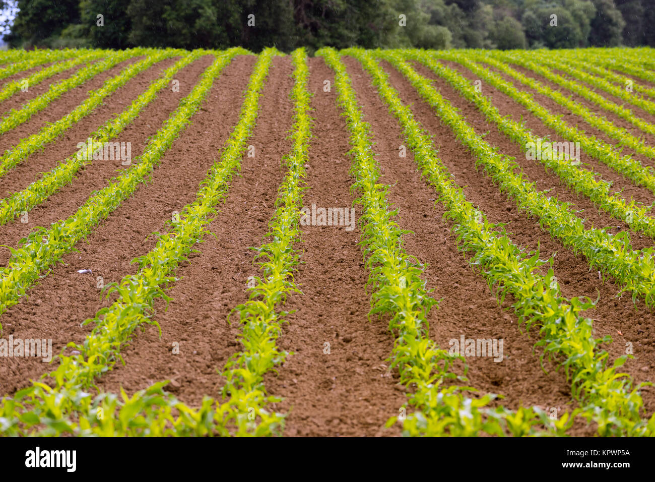 Farmer's Field Corn Oregon Agriculture Food Grower Stock Photo - Alamy