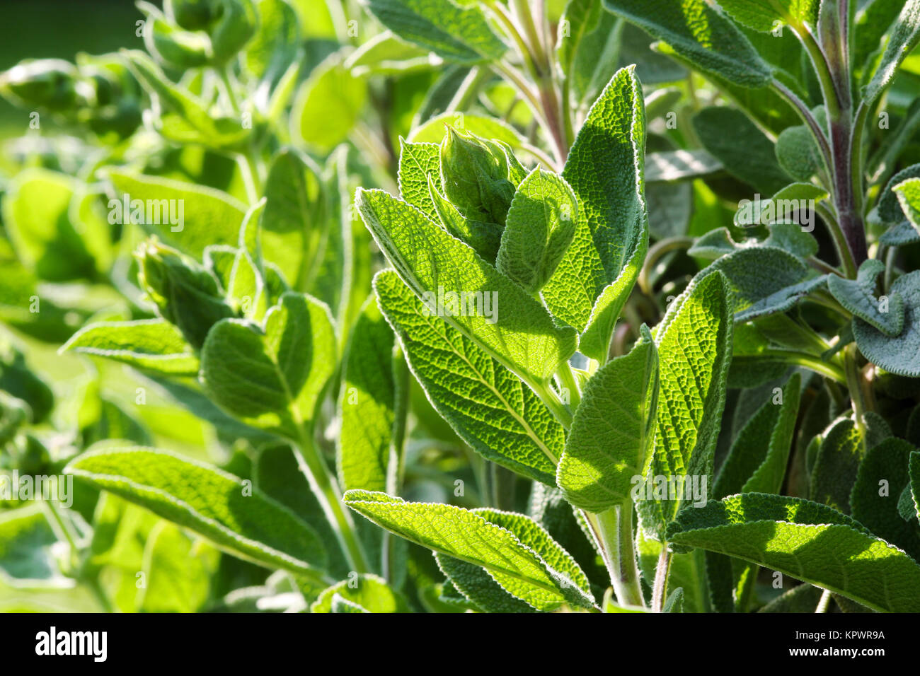 Sage tea boil hi-res stock photography and images - Alamy