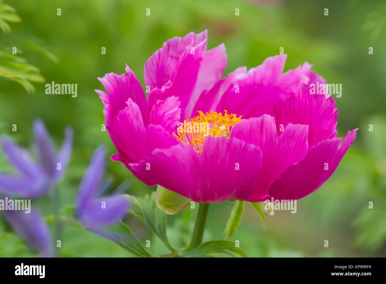 common peony / common peony Stock Photo - Alamy