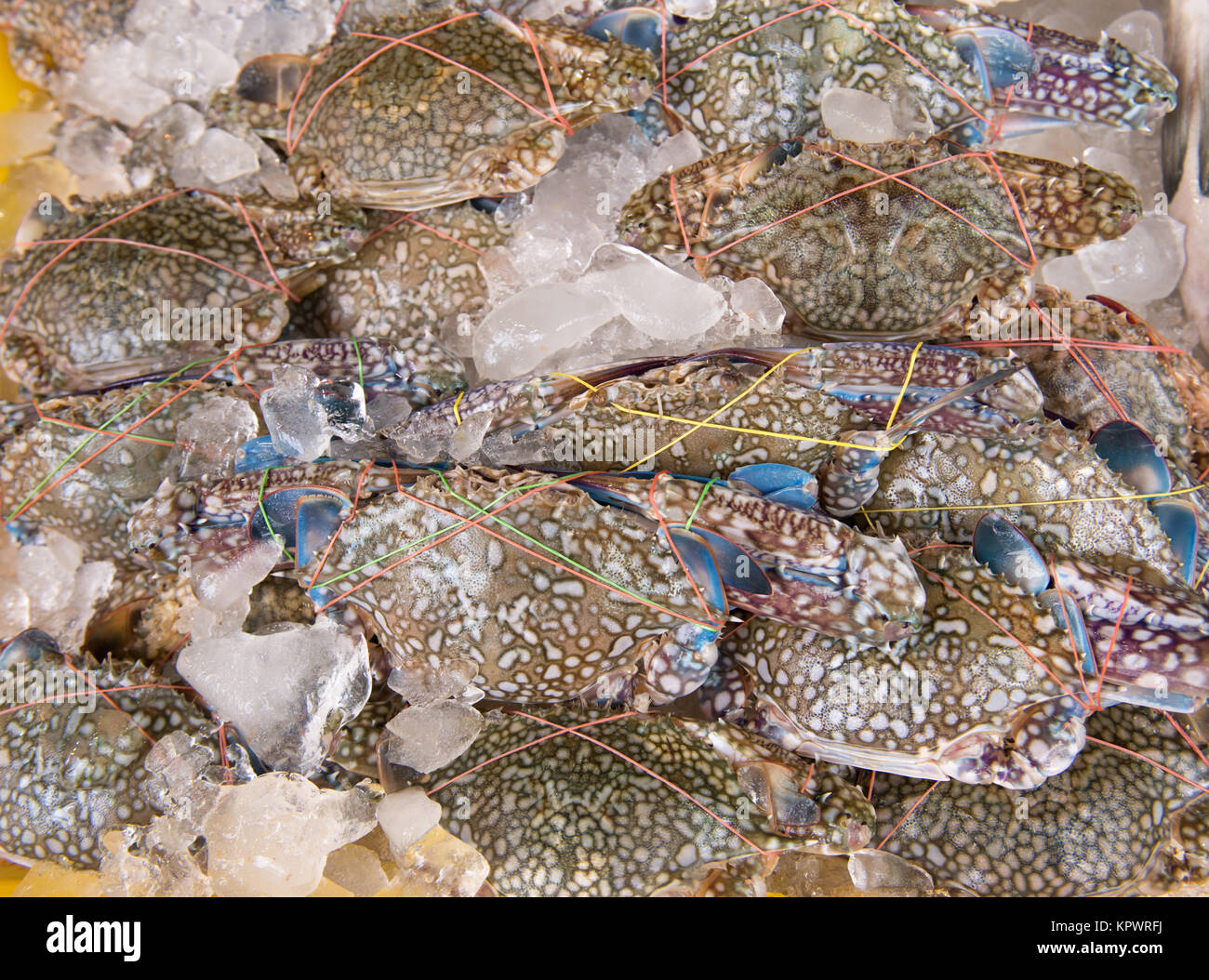 Seafood catch on ice Stock Photo - Alamy