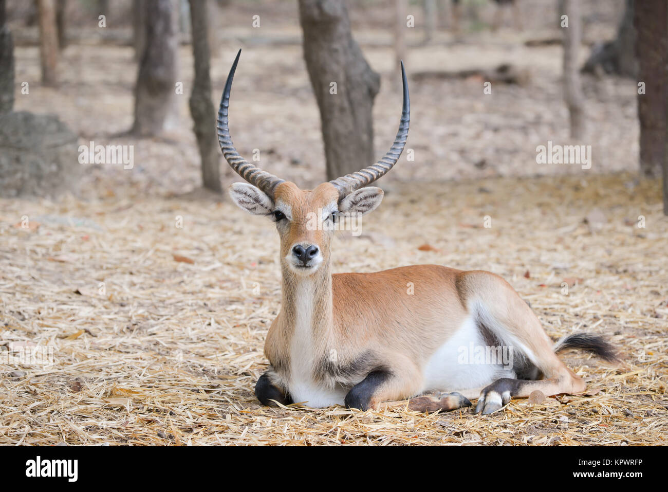 red lechwe in zoo Stock Photo - Alamy