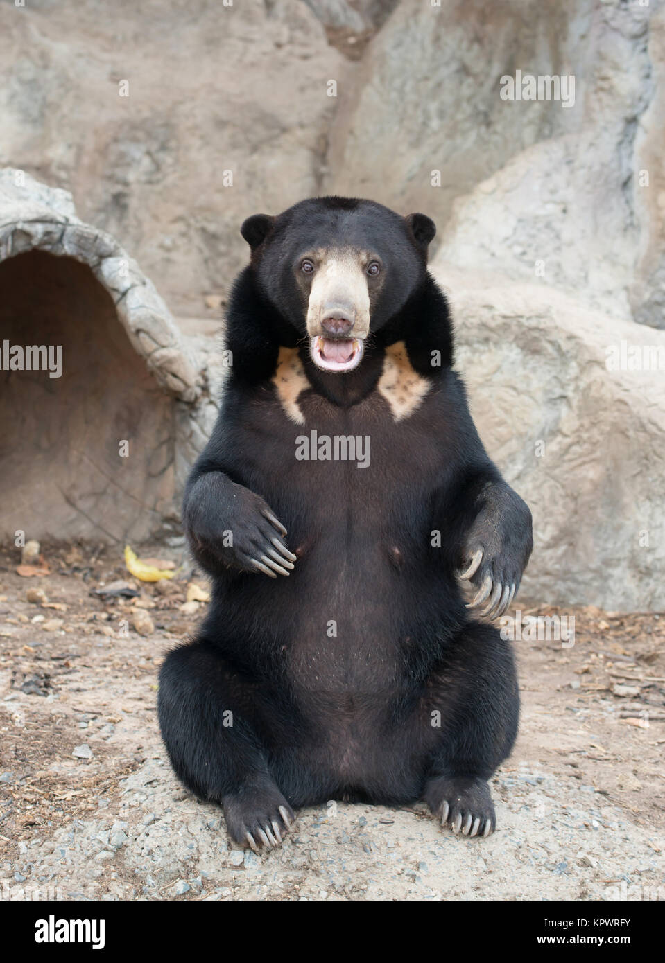 Smallest malayan sun bear hi-res stock photography and images - Alamy