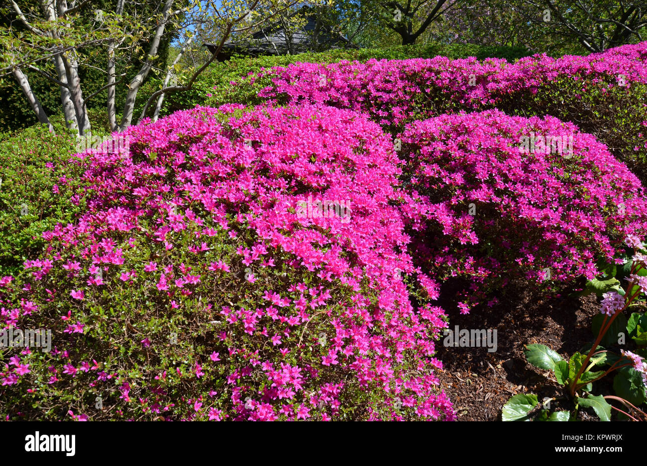 azaleas in japanese garden Stock Photo - Alamy