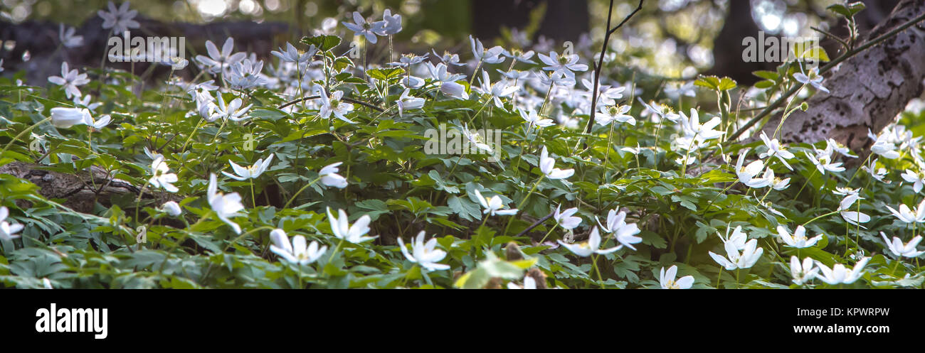 blooming forest floor spring blossoms in bright sunlight Stock Photo ...
