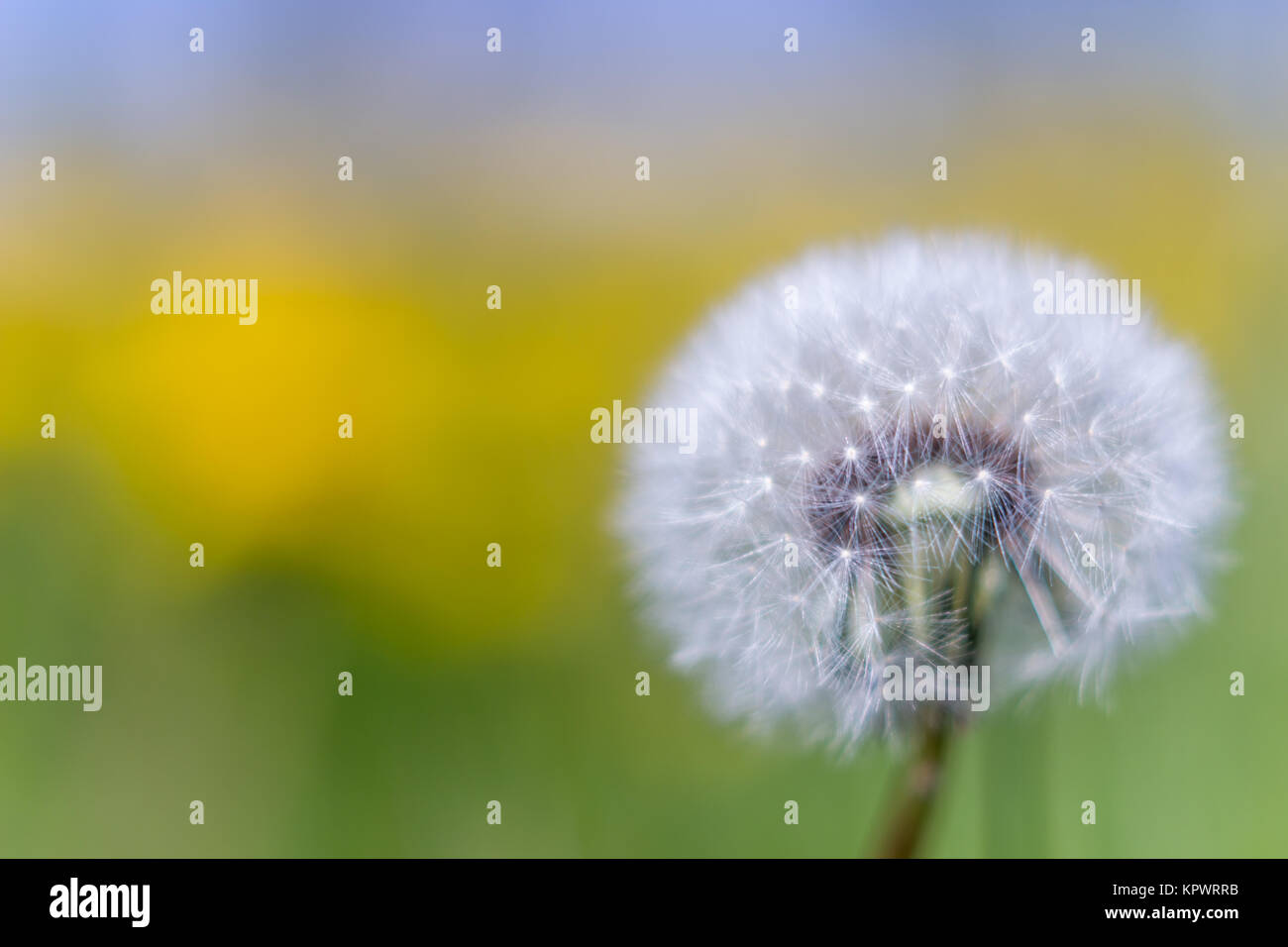 Dandelion colourful abstract macro Nature elements Background Stock Photo - Alamy