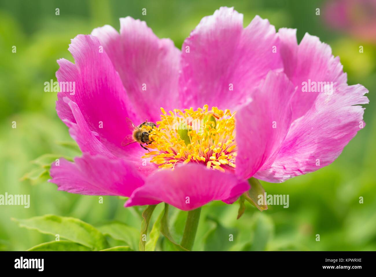 bee in gemein peony/bee in common peony Stock Photo - Alamy