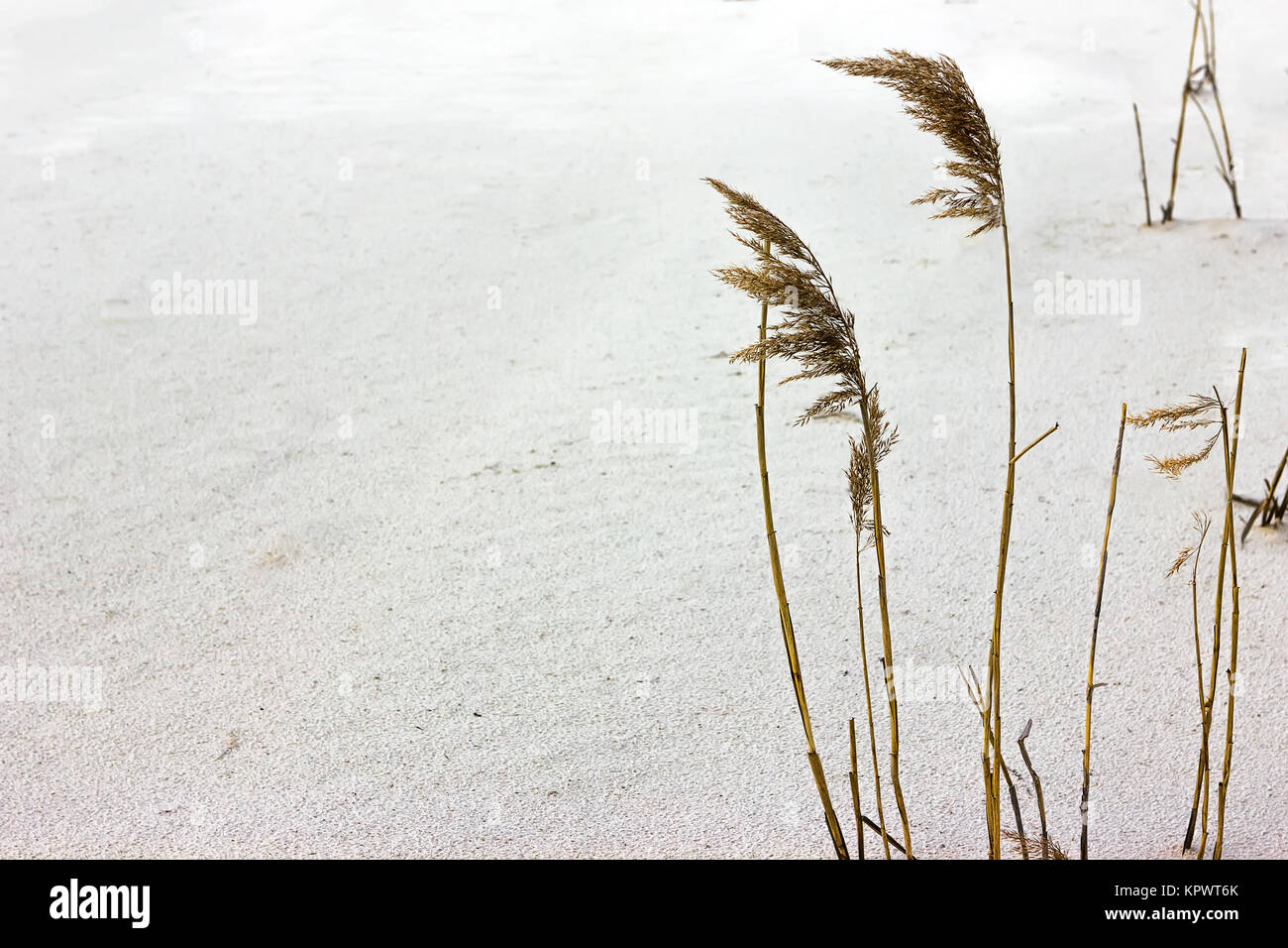 Cane on the white sand Stock Photo - Alamy