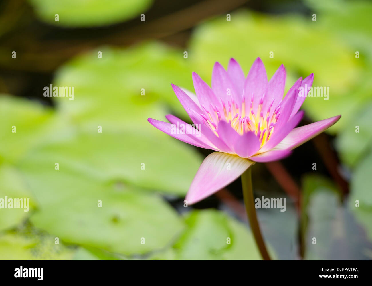 Lotus on the River Stock Photo - Alamy