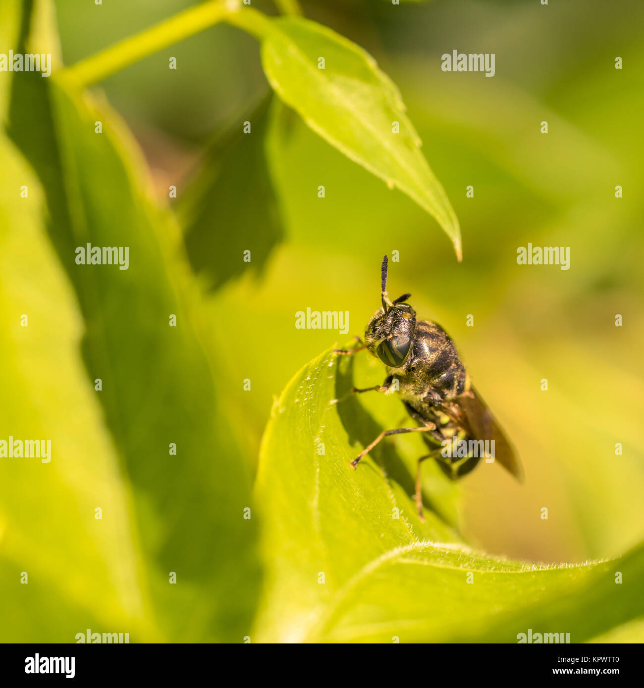 Resting Bee-like Fly Stock Photo - Alamy