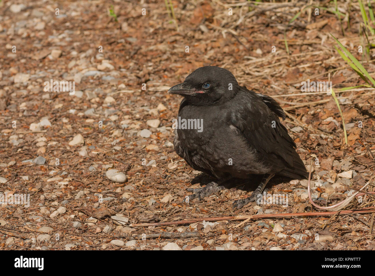 Black Crow Fledgling Stock Photo - Alamy