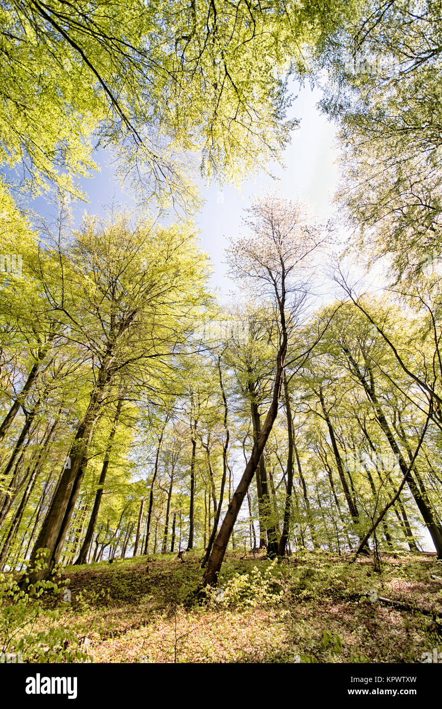The hidden forest Stock Photo - Alamy