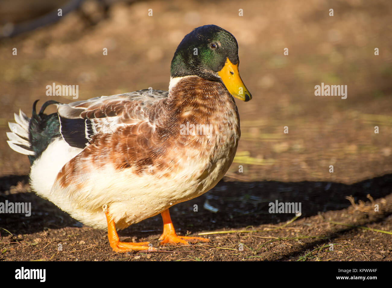 Portrait of a duck Stock Photo - Alamy