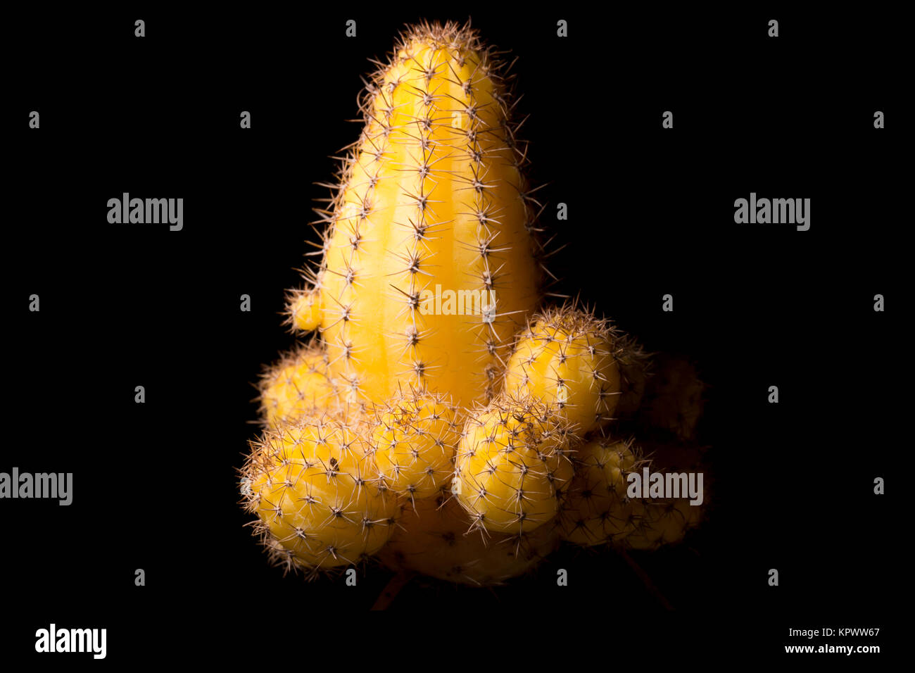 Yellow Cactus Close Up Stock Photo - Alamy
