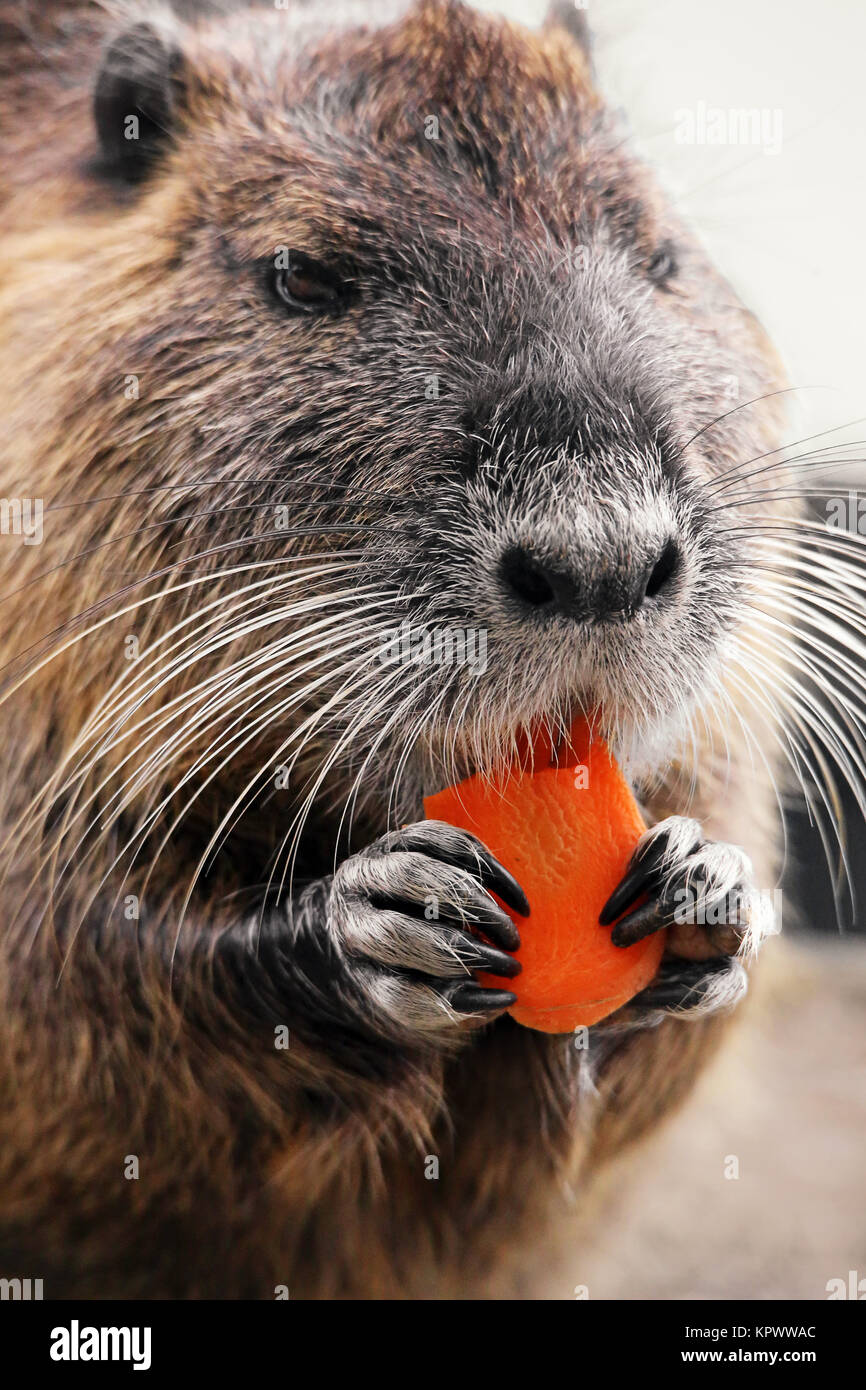 Gnaw carrot hi-res stock photography and images - Alamy