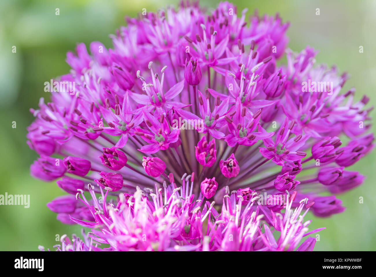 The full bloom of flowering ornamental onion Stock Photo - Alamy
