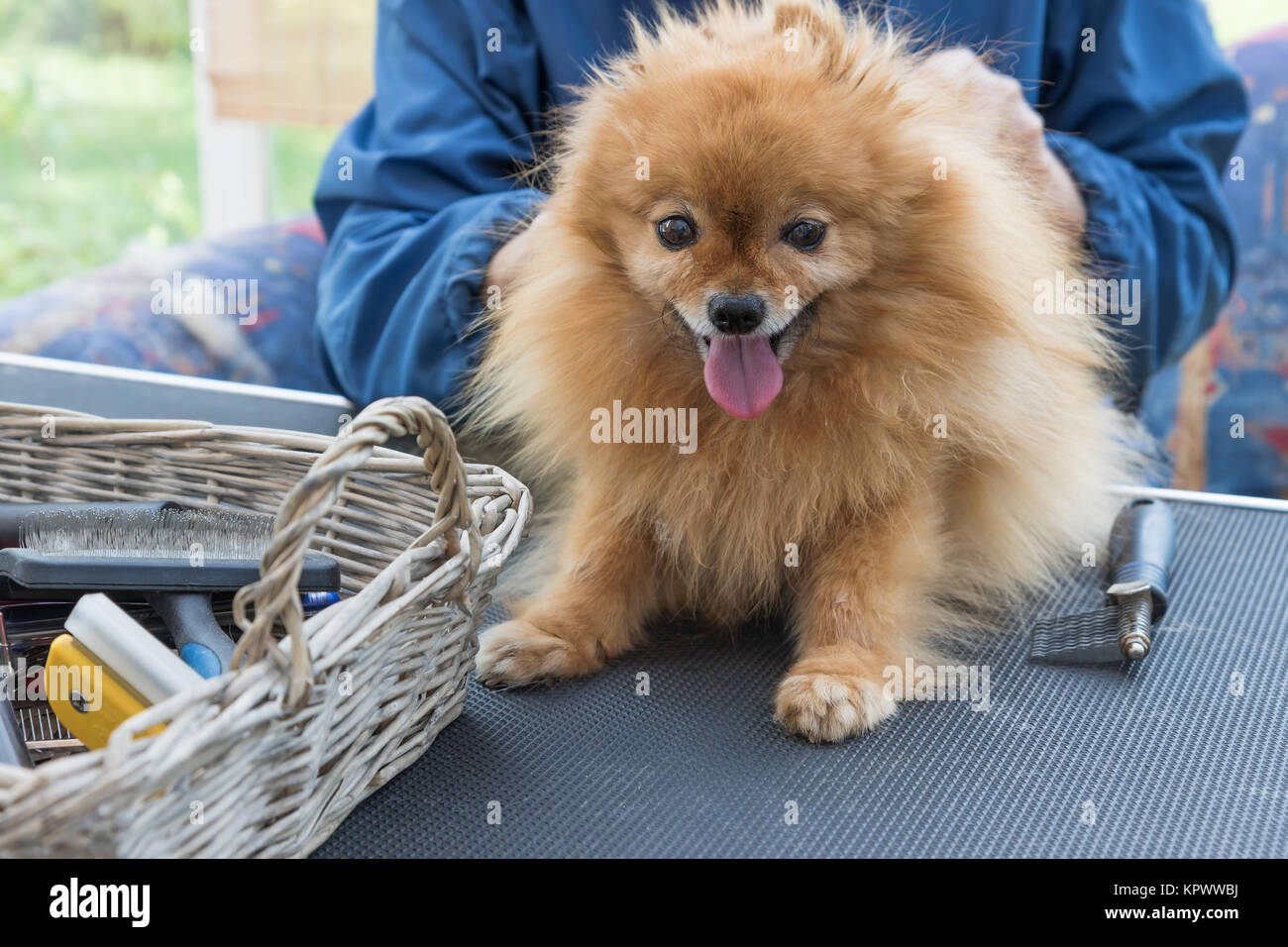 German spitz dog portrait hi-res stock photography and images - Alamy