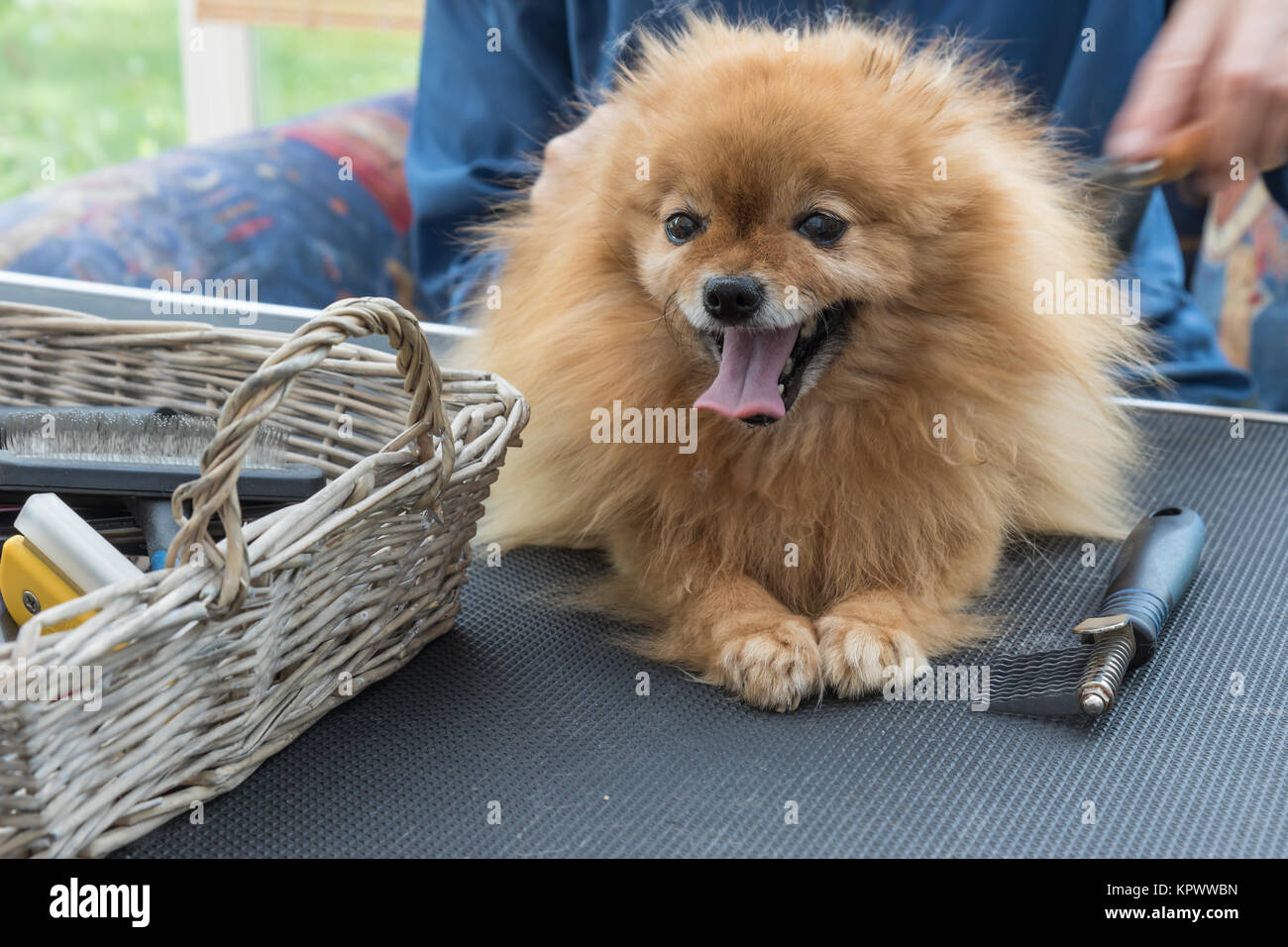 German spitz dog portrait hi-res stock photography and images - Alamy