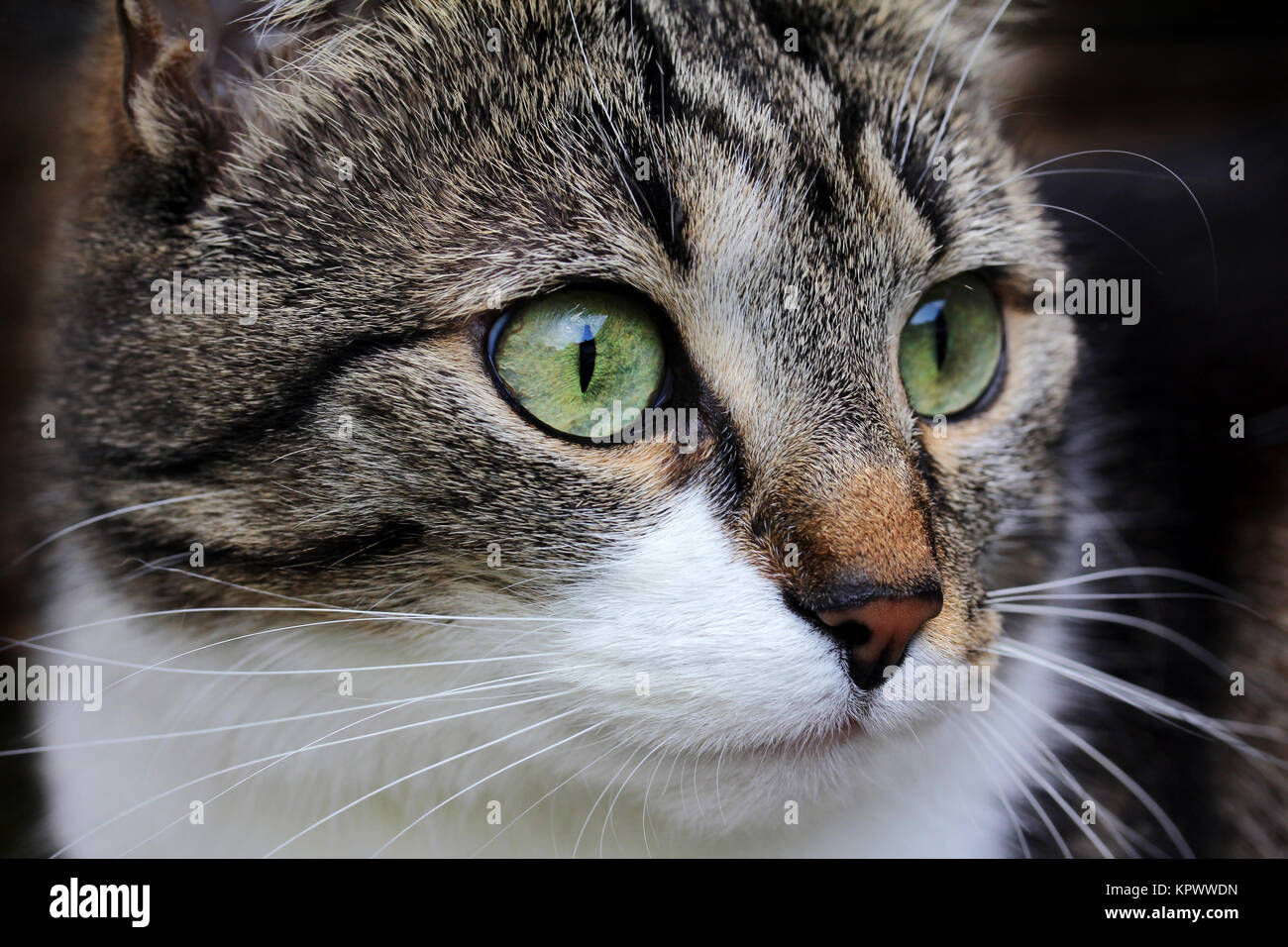 Close-up of a cat's face and eyes Stock Photo - Alamy