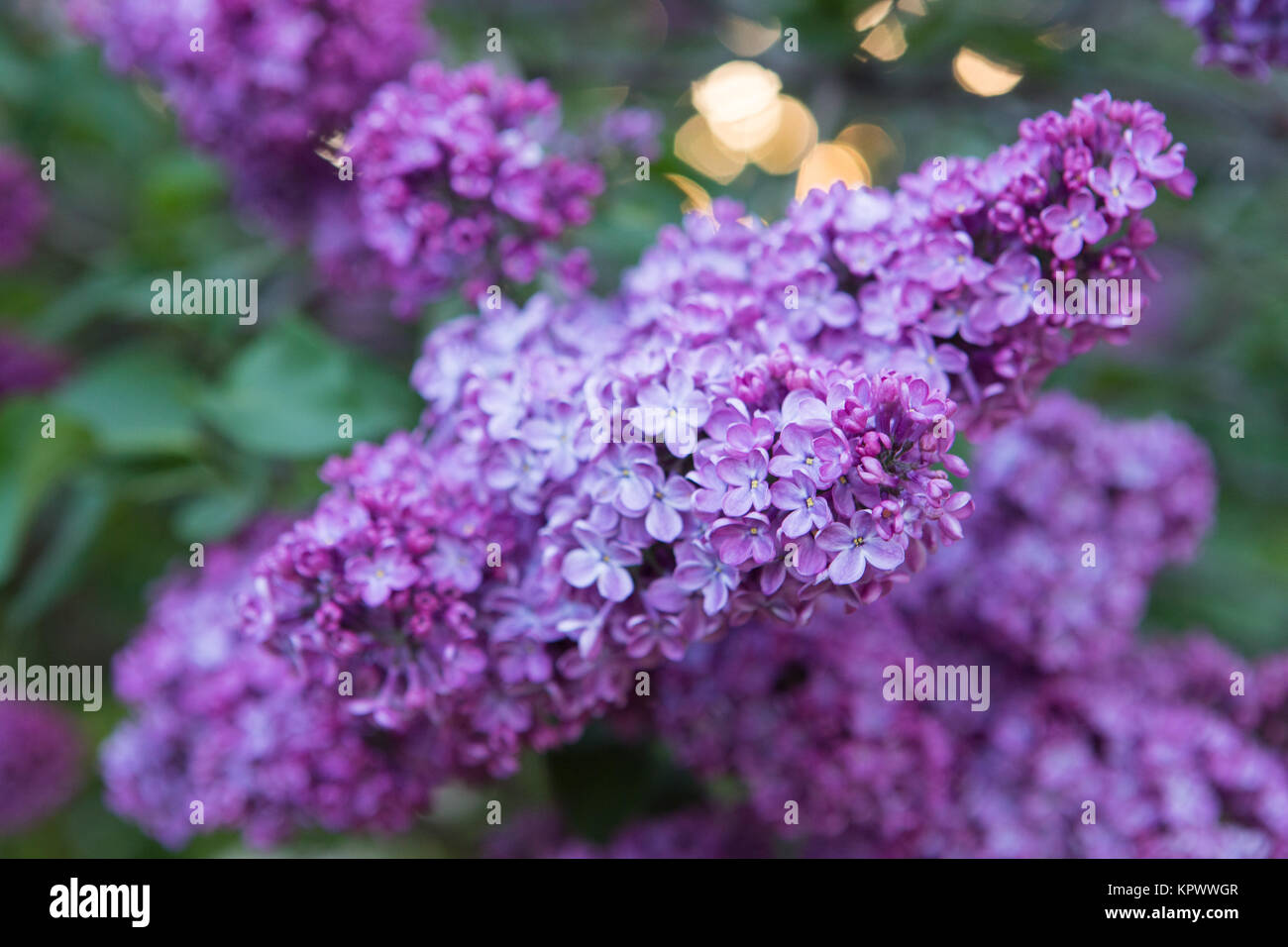 Beautiful flowers of lilac Stock Photo - Alamy