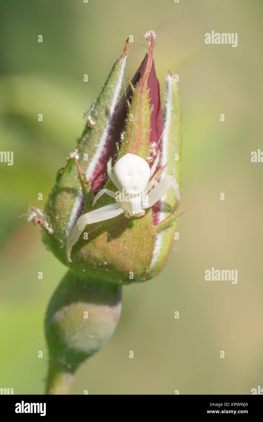 Crab spider on bud hi-res stock photography and images - Alamy