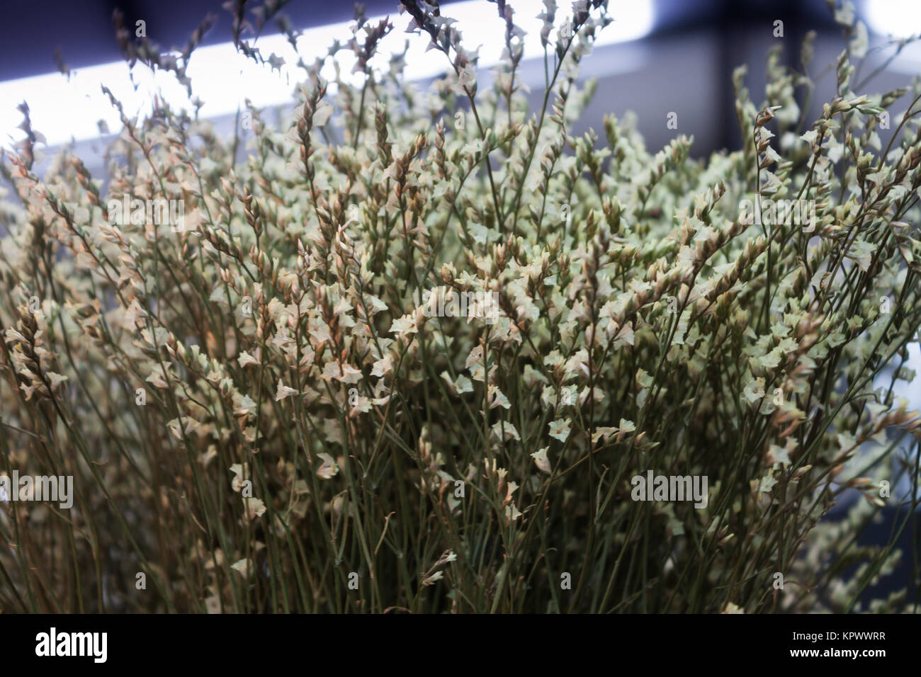 Pile white dried flower on blur background Stock Photo - Alamy