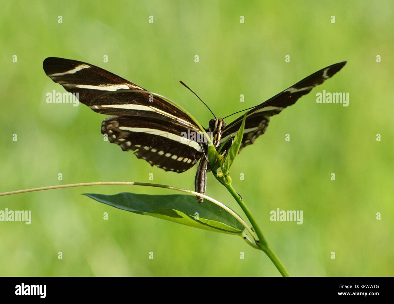 Zebra Longwing Zebra Butterfly Heliconius Charithonia Zebra / Zebra