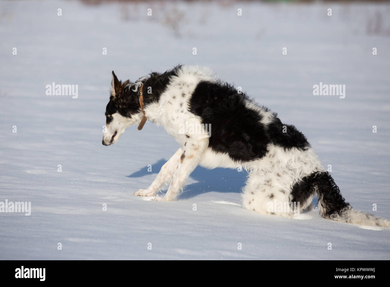 Russian hunting dog hi-res stock photography and images - Alamy