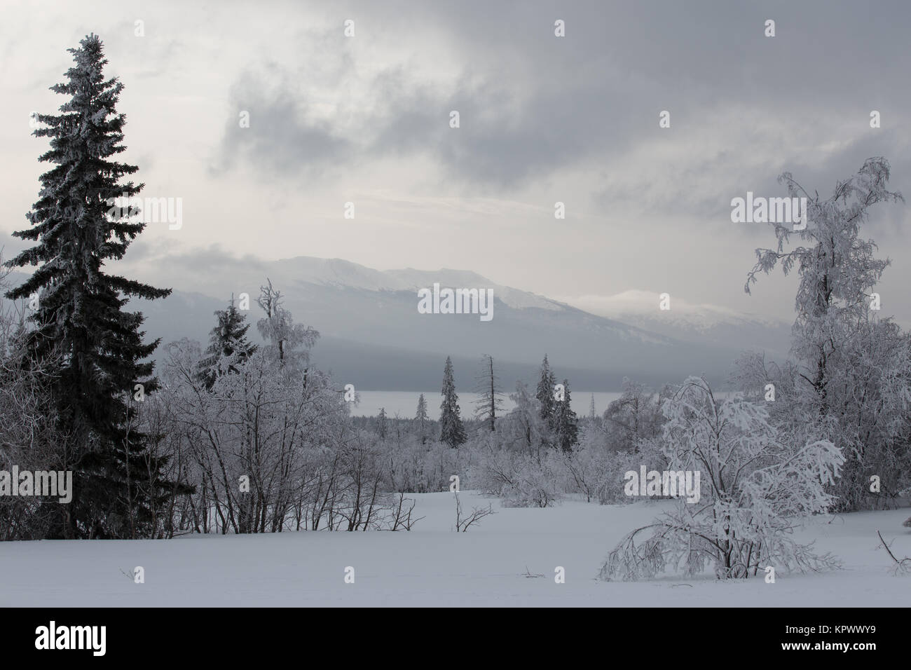Winter forest in ural mountains hi-res stock photography and images - Alamy