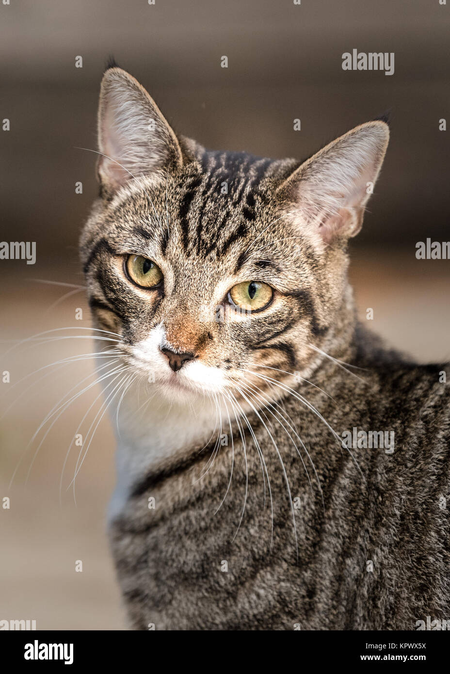 Tabby Cat Portrait Close Up Stock Photo - Alamy