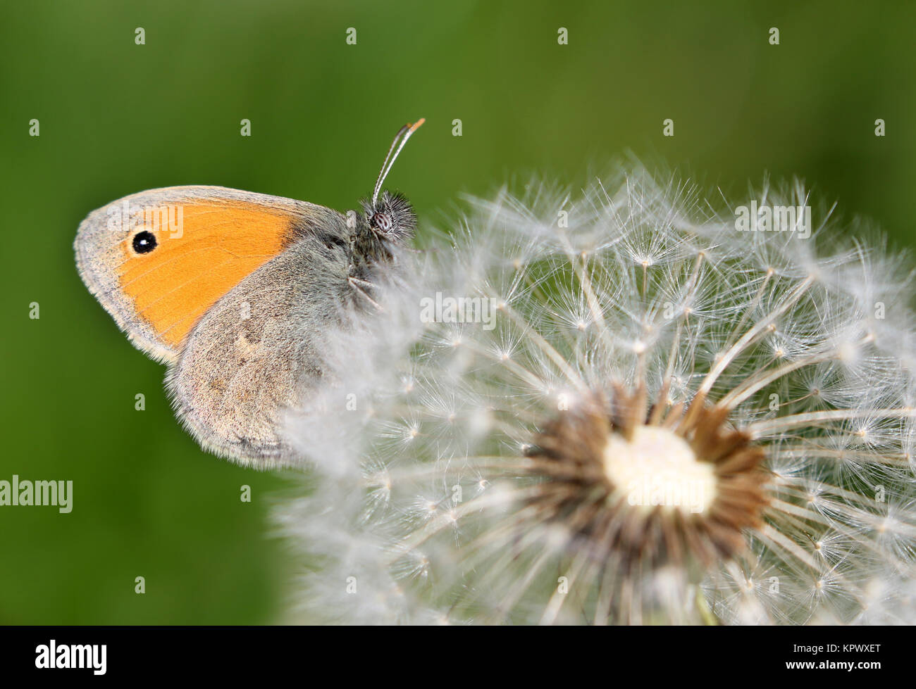 little meadow birds Stock Photo - Alamy