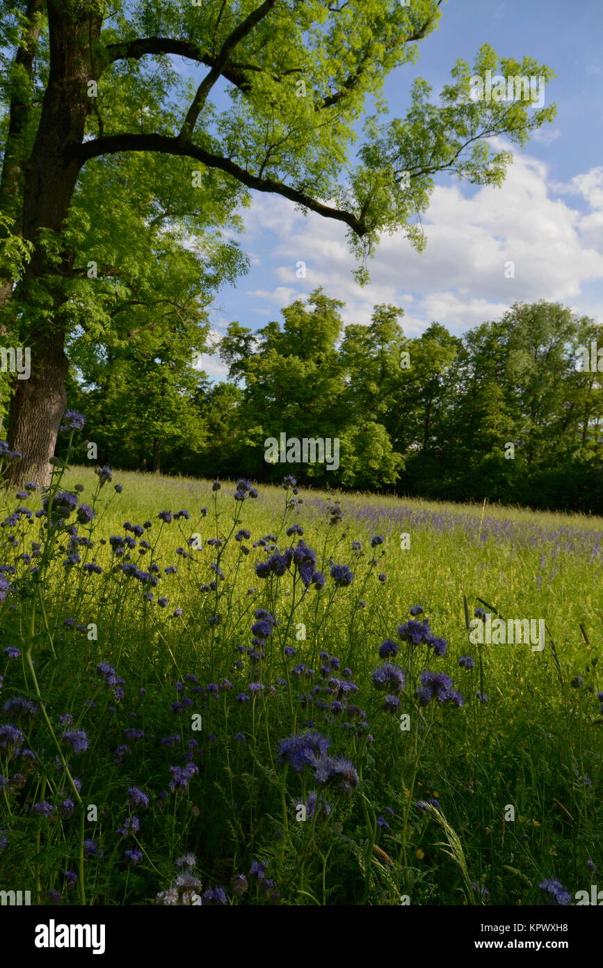Flowering spring meadows Stock Photo - Alamy