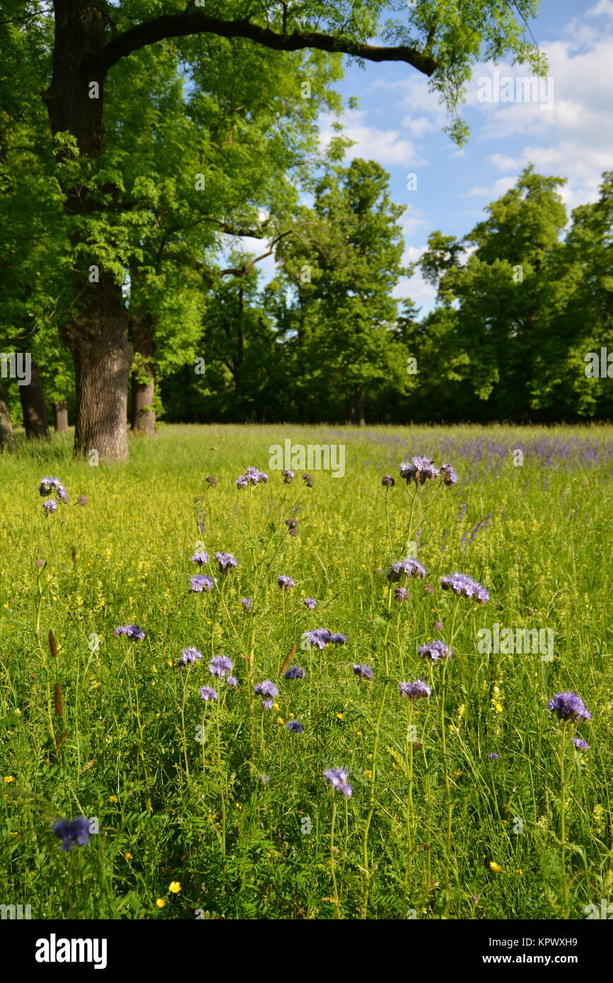 Flowering spring meadows Stock Photo - Alamy