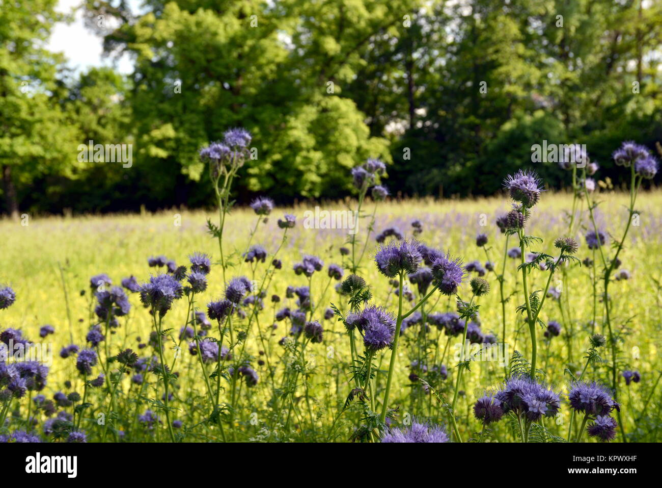 Flowering spring meadows Stock Photo - Alamy