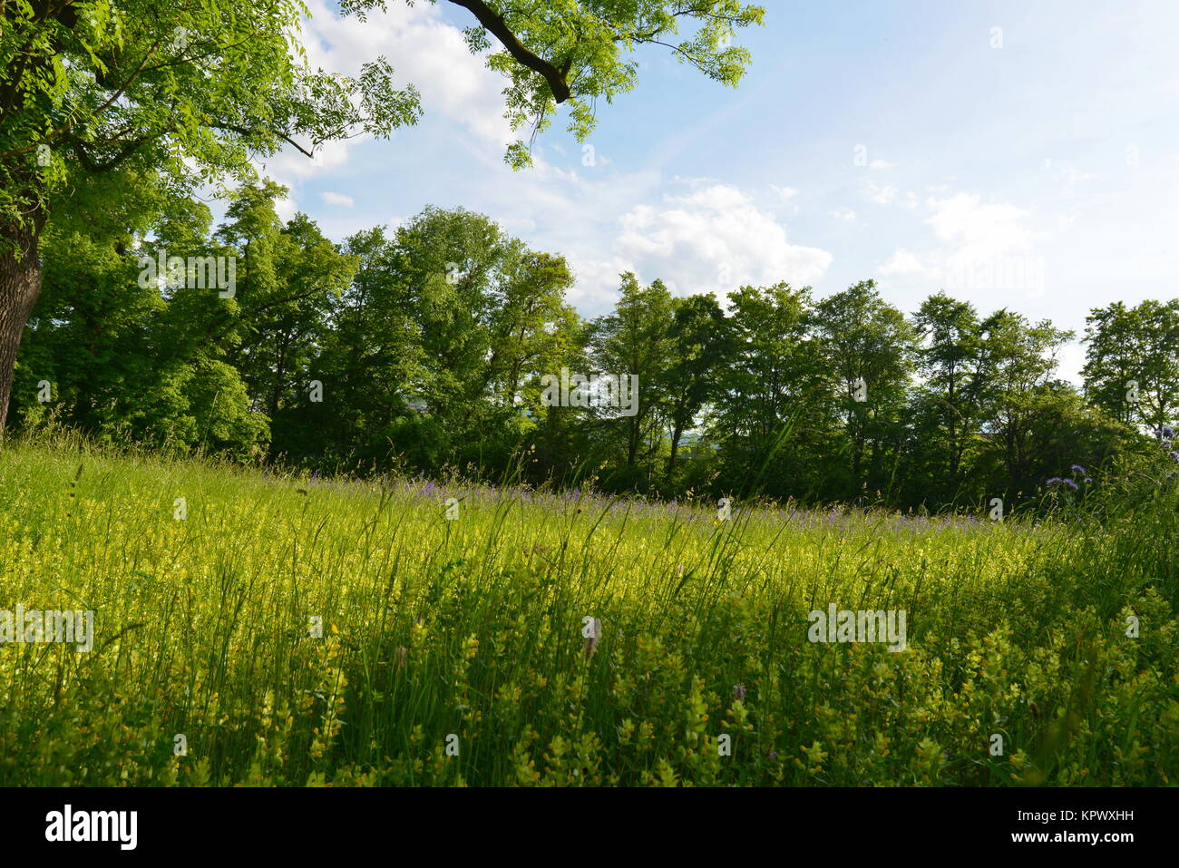 Flowering spring meadows Stock Photo - Alamy