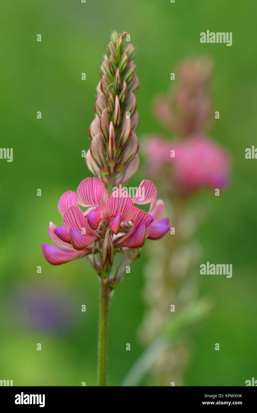 Sulla flower hi-res stock photography and images - Alamy