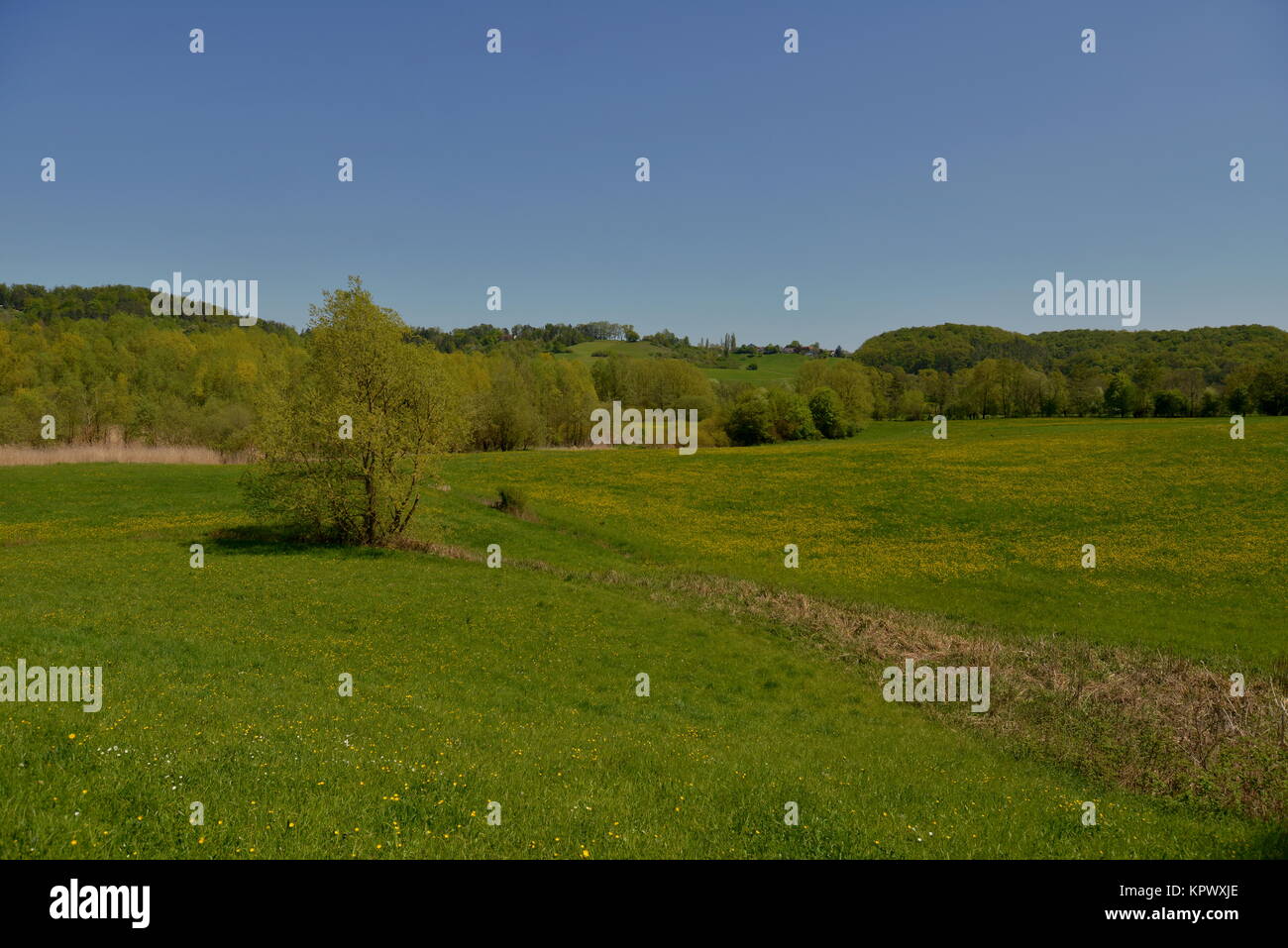 Flowering spring meadows Stock Photo - Alamy