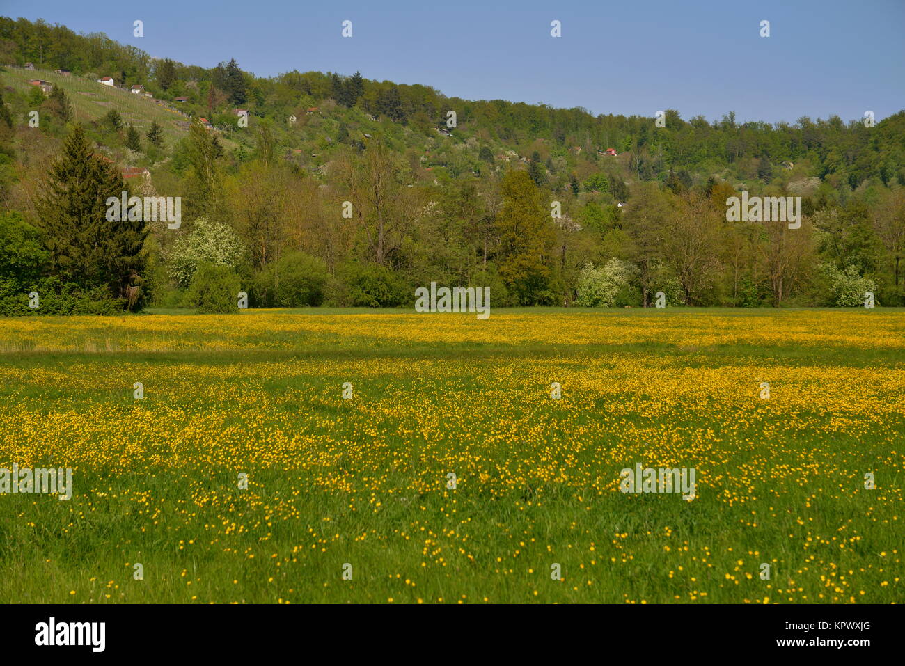 Flowering spring meadows Stock Photo - Alamy