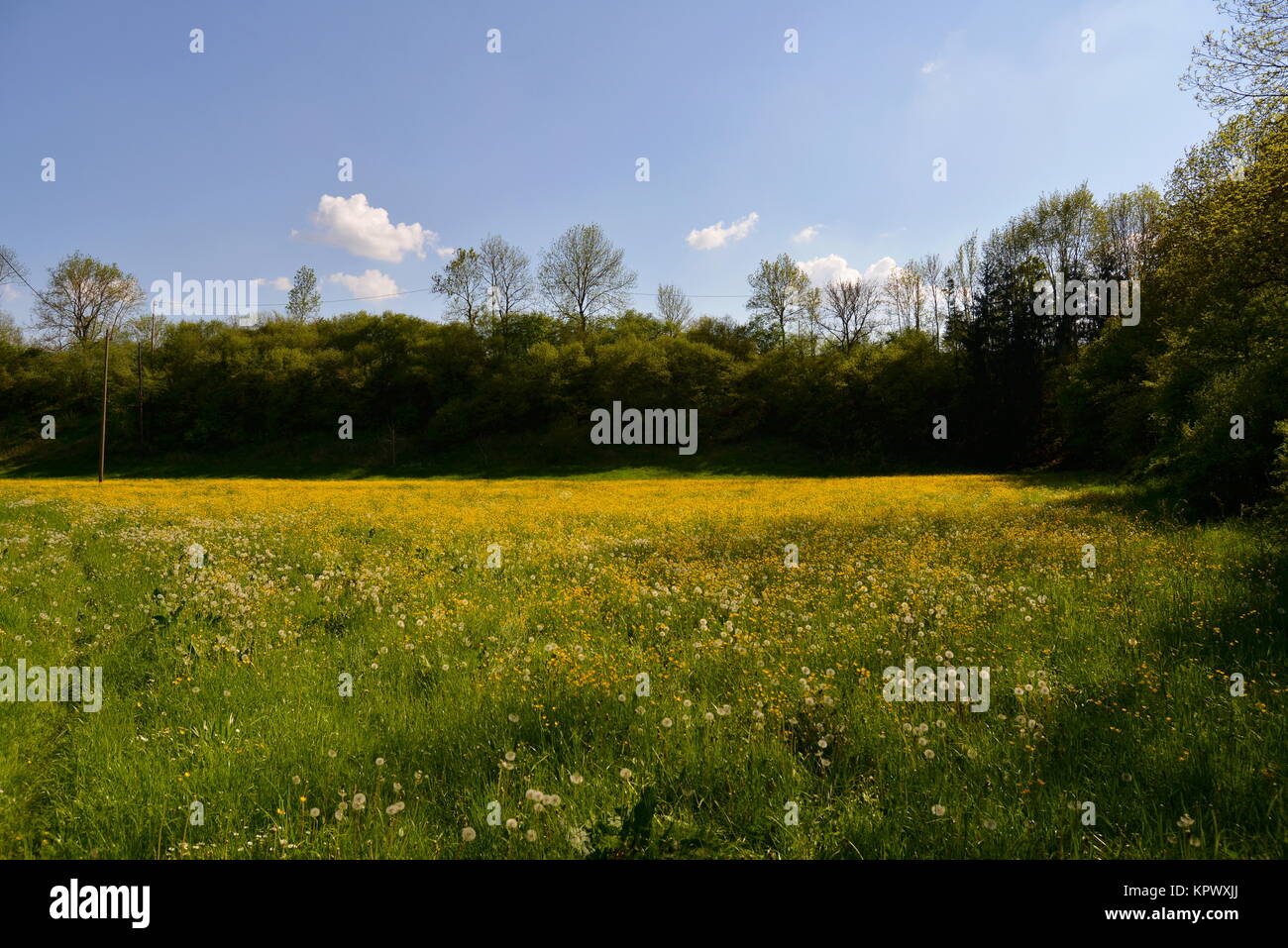 Flowering spring meadows Stock Photo - Alamy