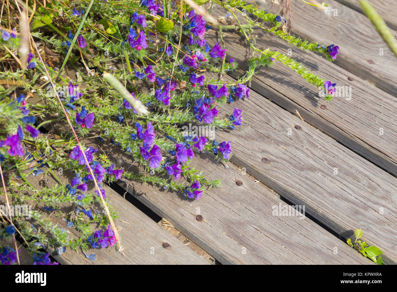 Small violet flowers hi-res stock photography and images - Alamy