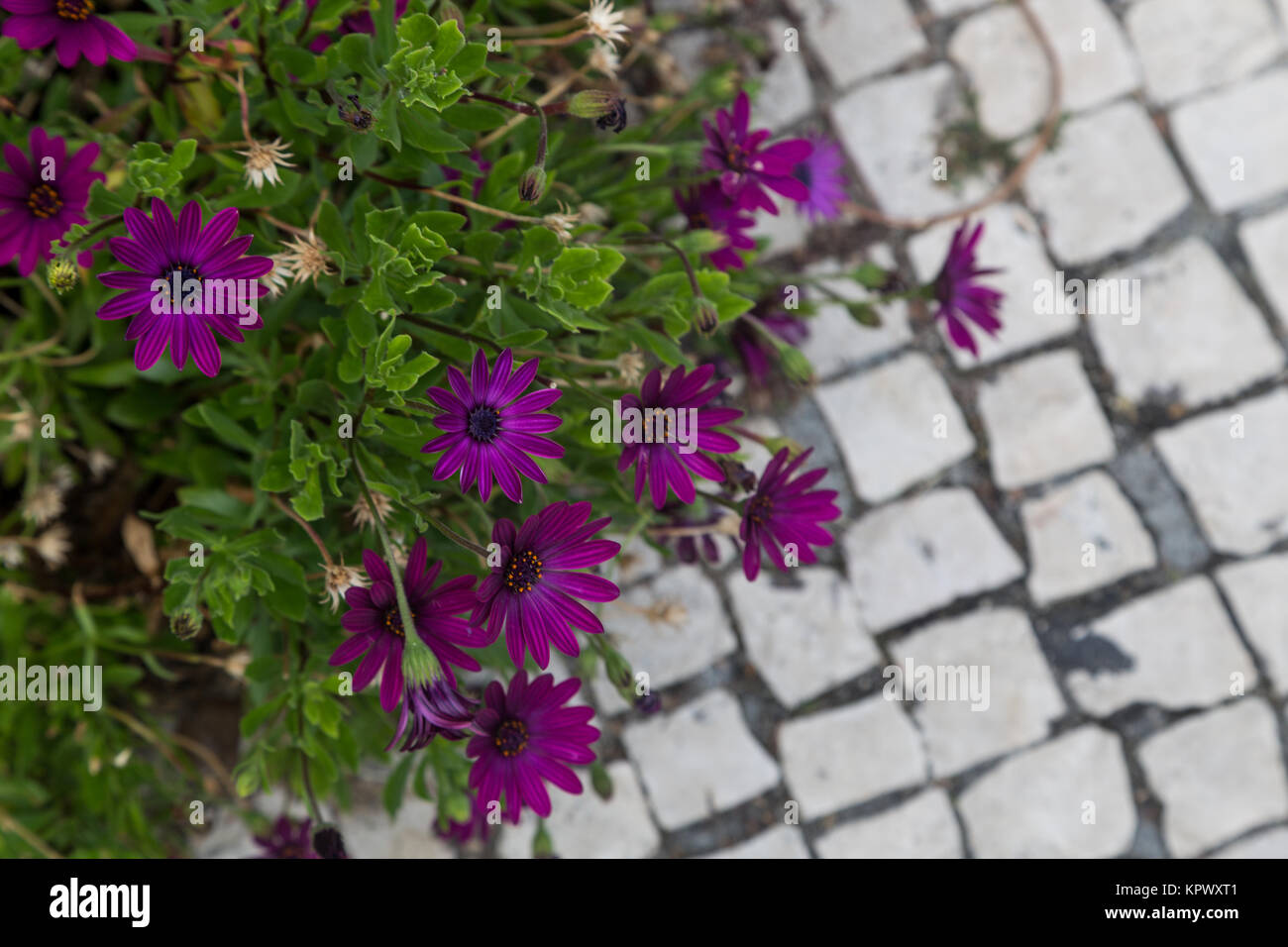 small violet flowers on walking road Stock Photo - Alamy