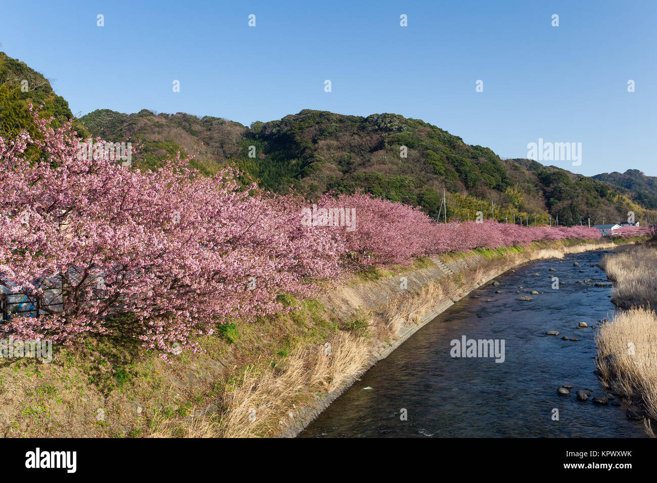 Sakura with river Stock Photo - Alamy