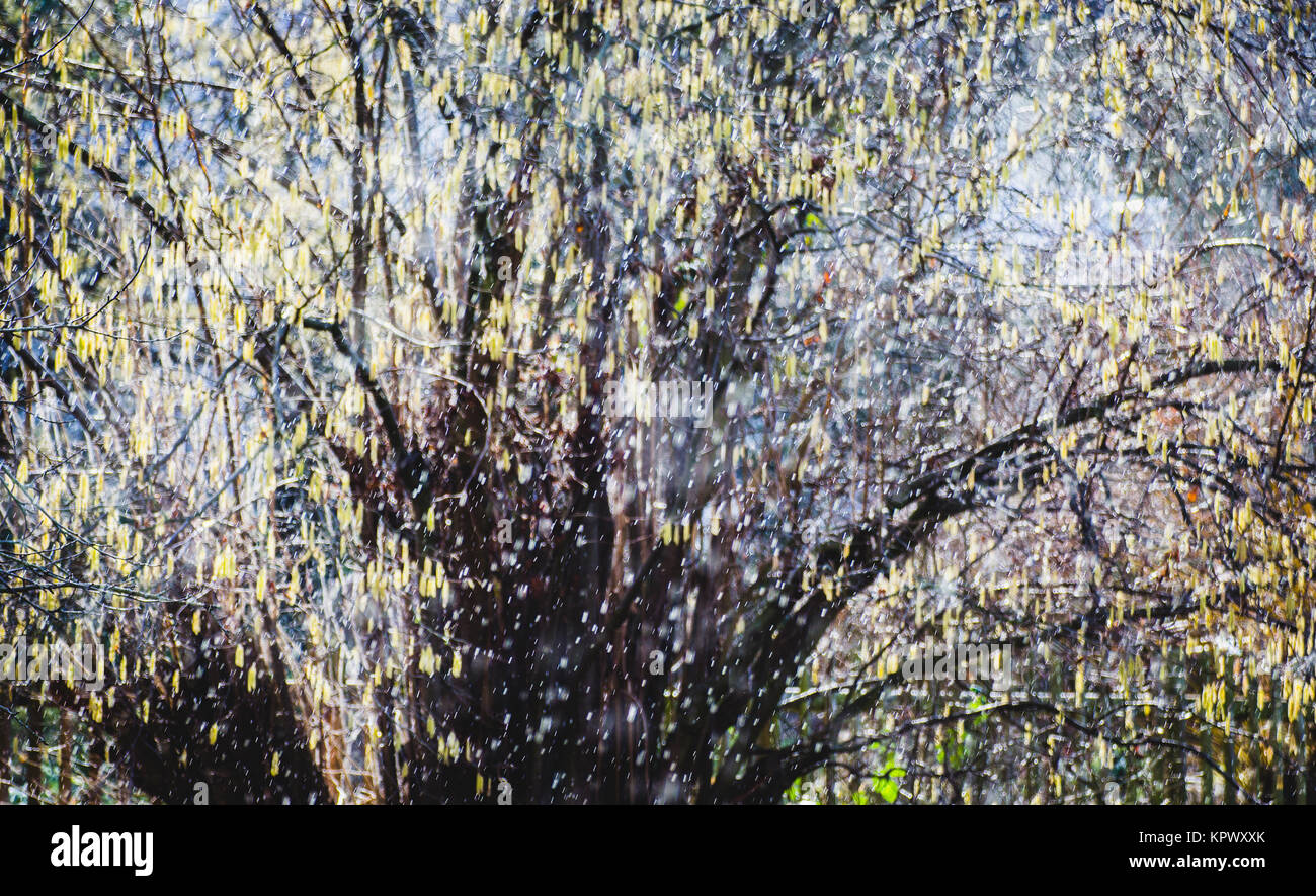 Spring pollen in rain Stock Photo - Alamy