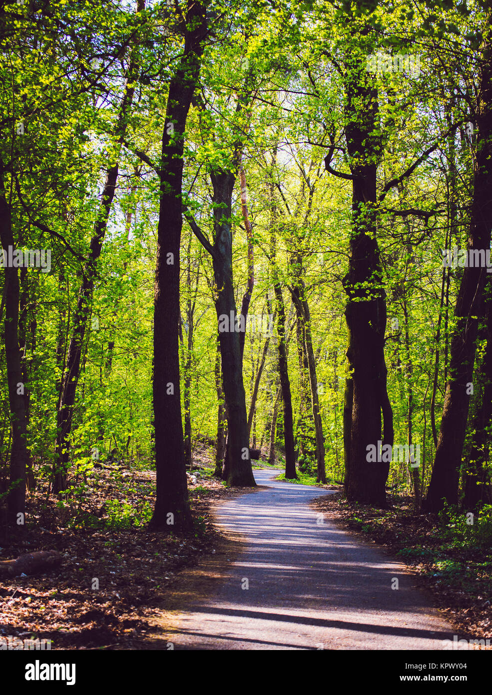 Forest road way Stock Photo - Alamy