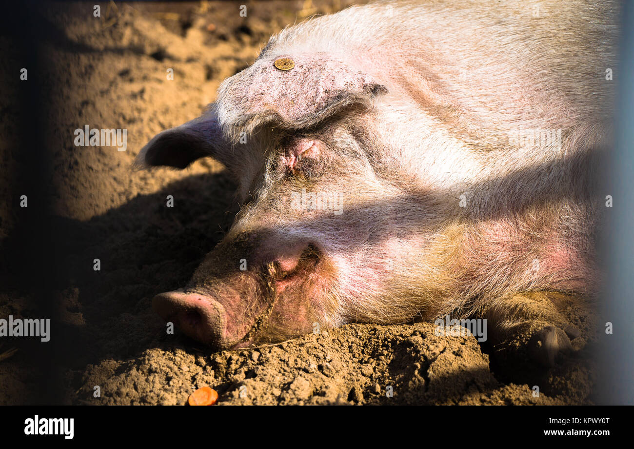 Enormous Farm Pig High Resolution Stock Photography and Images - Alamy